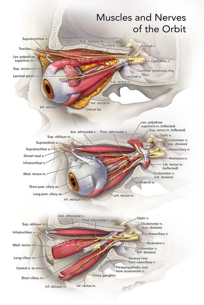 Muscles and Nerves of the Orbit – Carolyn Chen Biomedical Visualization