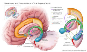 Structures and Connections of the Papez Circuit – Carolyn Chen ...